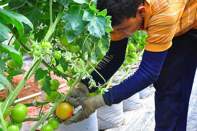Best Harvest Plantation – Tomato Cultivation and Supply in Cameron ...